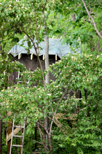 Treehouse Update – M O D F R U G A L